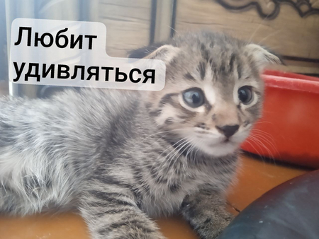 Отдам котят в хорошие руки