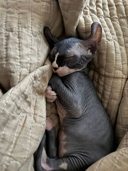 Кошка Сфинкс Эльф