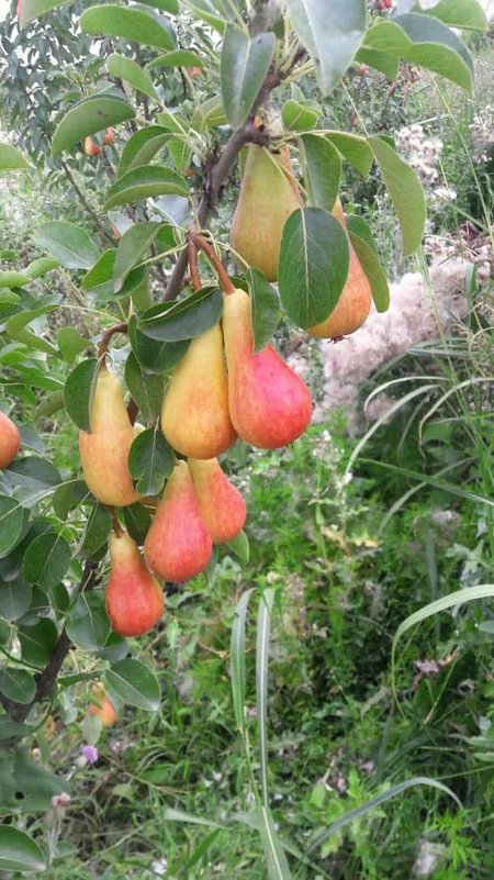 Agronom agro dori Агро лекарства агроном