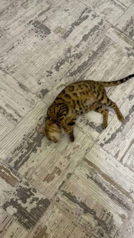 Бенгальская кошка девочка
Девочка