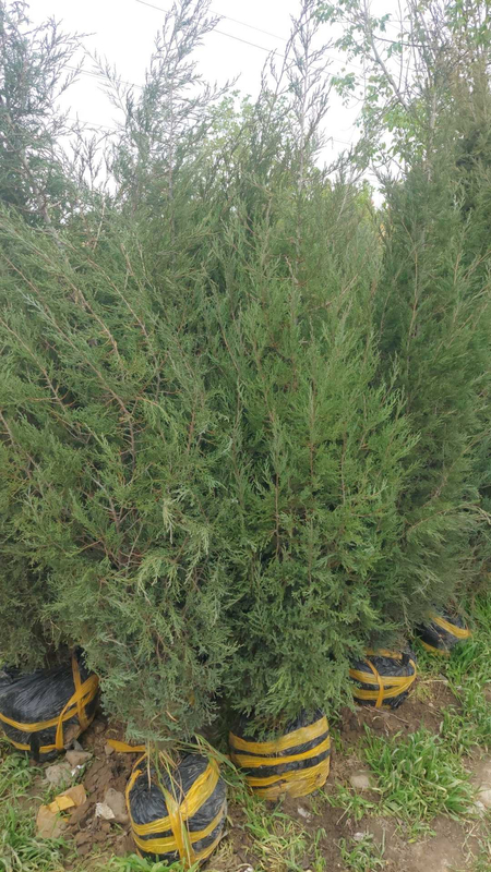 Можжевельник кучатлари сотилади