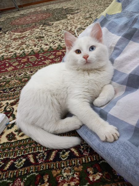 Продаются котята