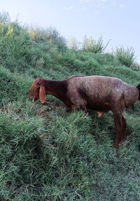Qo'chqor barra arashan