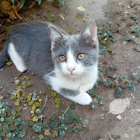 Котёнок мальчик серо-белый