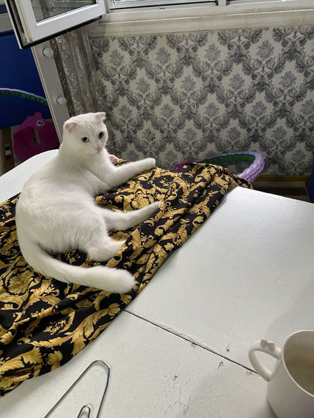 Скоттиш фолд !!!