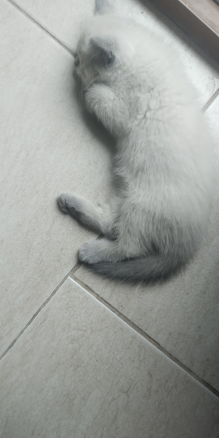 Кошка блью-пойнт