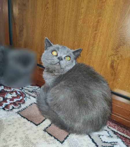 Продаётся девочка страйт
