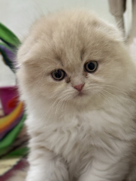 Scottish fold erkak