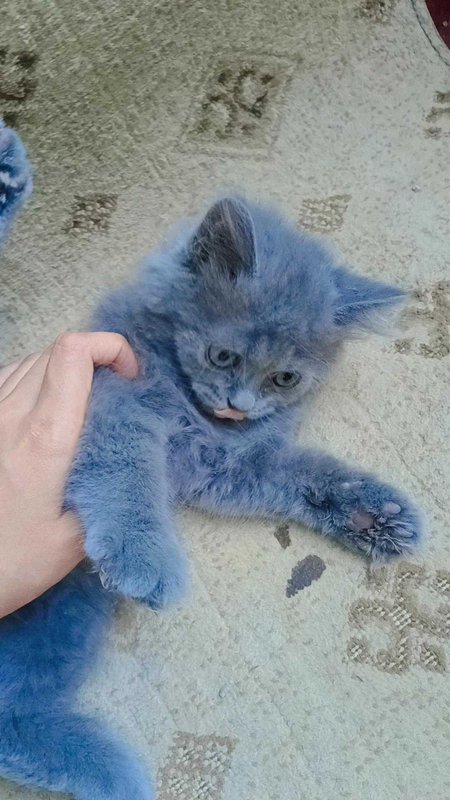 Кошки британ скоттиш  фолд ва страйт