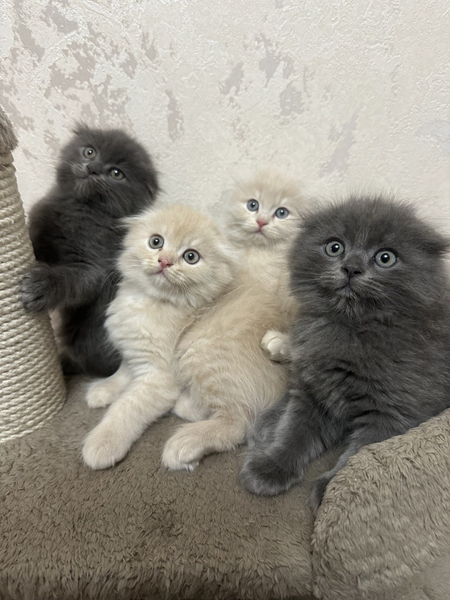 Котята скоттиш фолд и скоттиш страйт