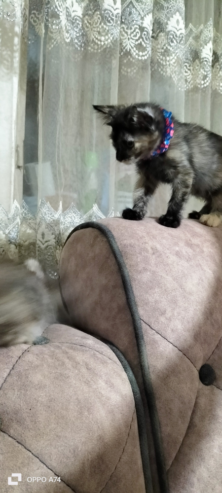 Отдаём хорошеньких котят