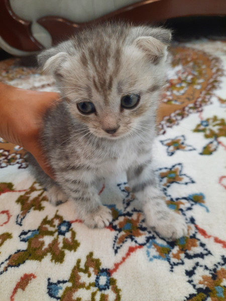 Продаются котята