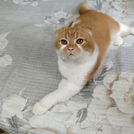 Вязка кота скоттиш фолд