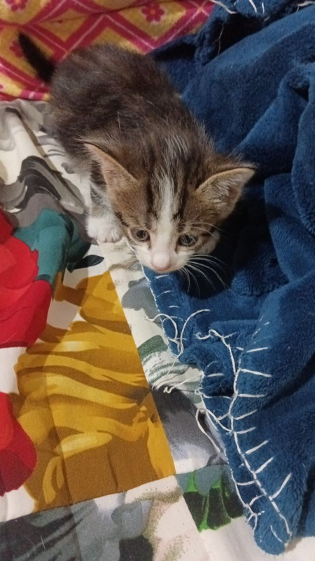 Бесплатно в любящие руки котята