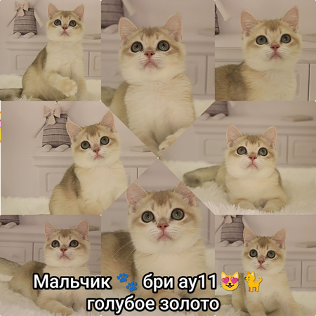 Британские золотые шиншиллы