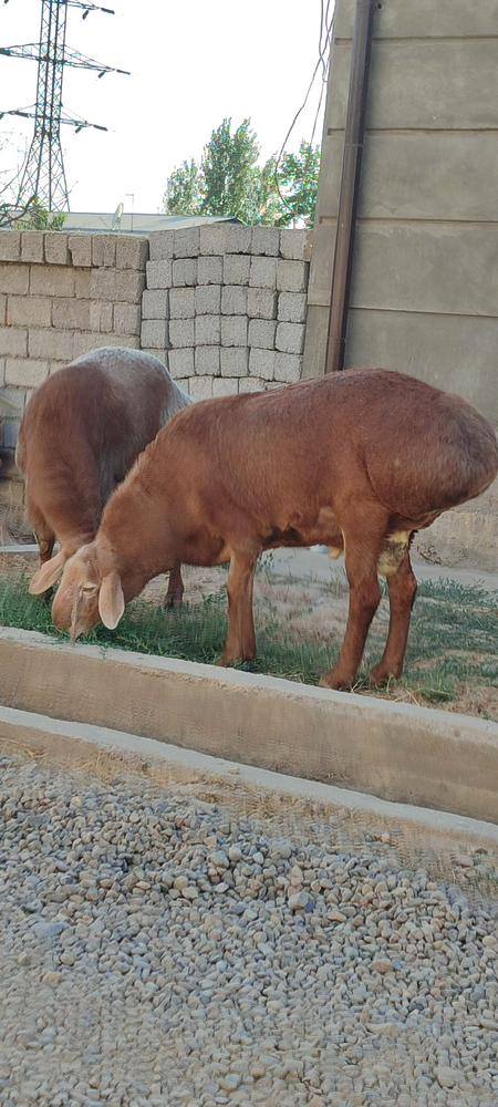 Qochqor sotiladi