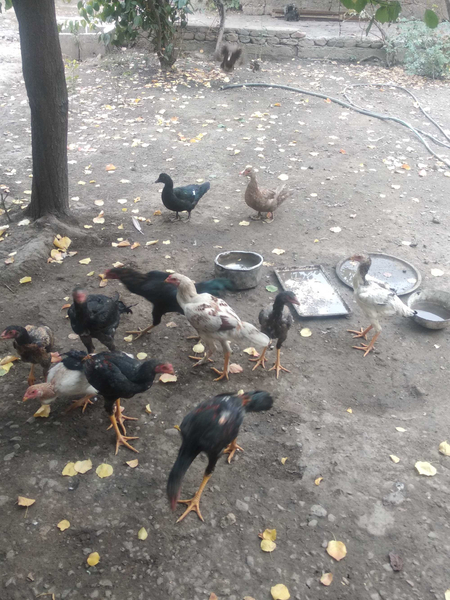 Zotdor Dakan jojalar 5 oylik
