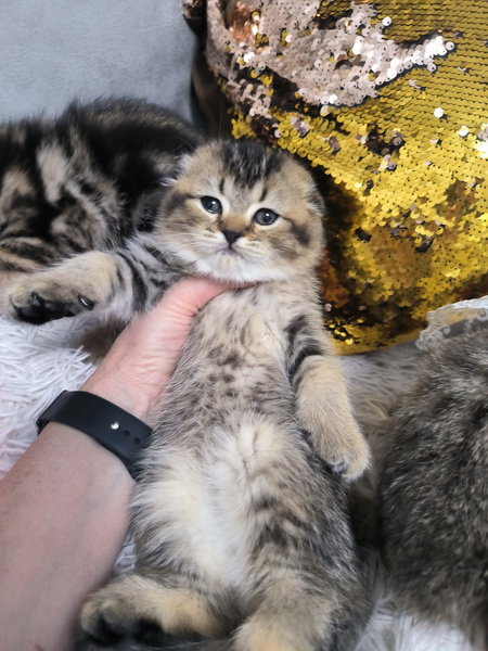 Котята от правильной вязки