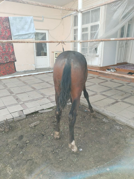 От сотилади 1.5 бовоти