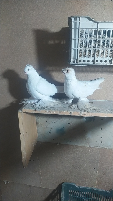 Продаю двух чубые белые