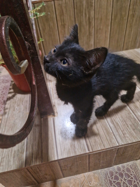 Котенок и кошка в добрые руки