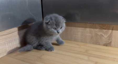 Вислоухие котята