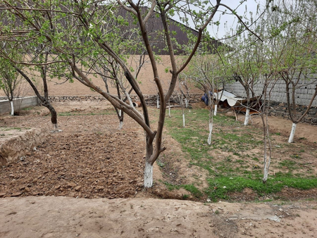 Jizzax viloyati'Sh. Rashidov tumani yangiobod maxallasi