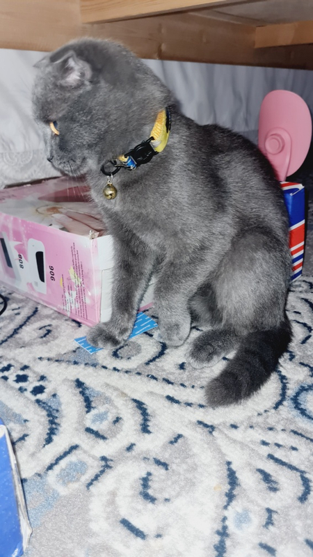 Скотиш фолд стайт