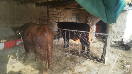Buqacala sotiladi 1 yowdan otkan yeb iciwi soglom