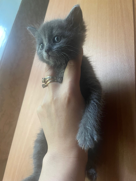 Котята скотиш свои