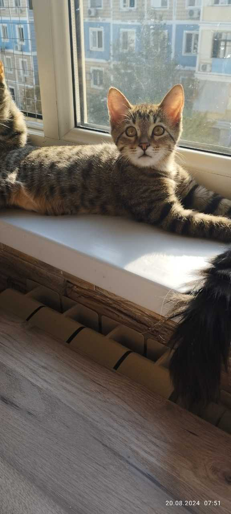 Красивые котятки
