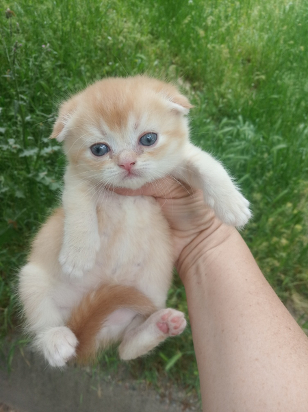 Продаётся котёнок