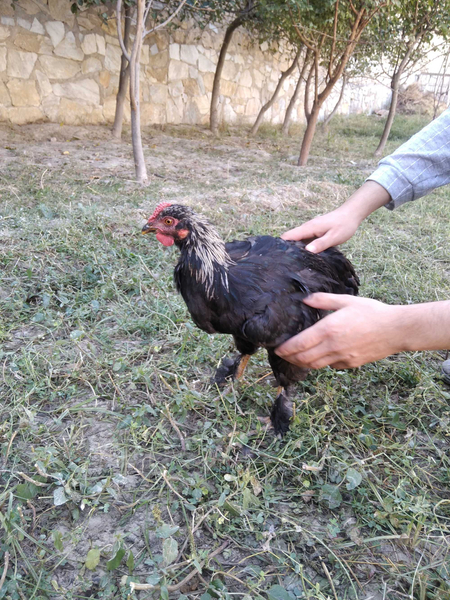 Xo\\\'roz 6 oylik zotdor