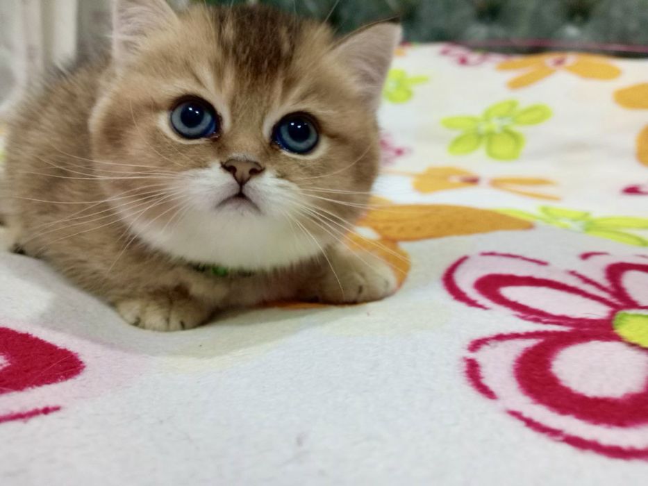 Шотланский Скоттиш Фолд!