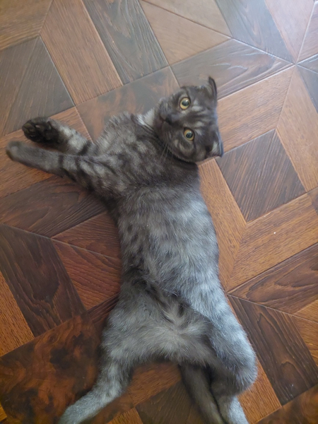 Продажа вислаухие котята