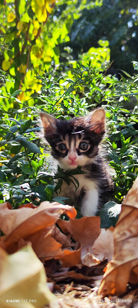 Котёнок, девочка, 1,5 месяца