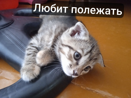 Отдам котят в хорошие руки