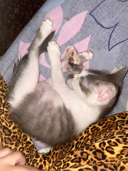 Котенок бесплатный Ташкент Мальчик