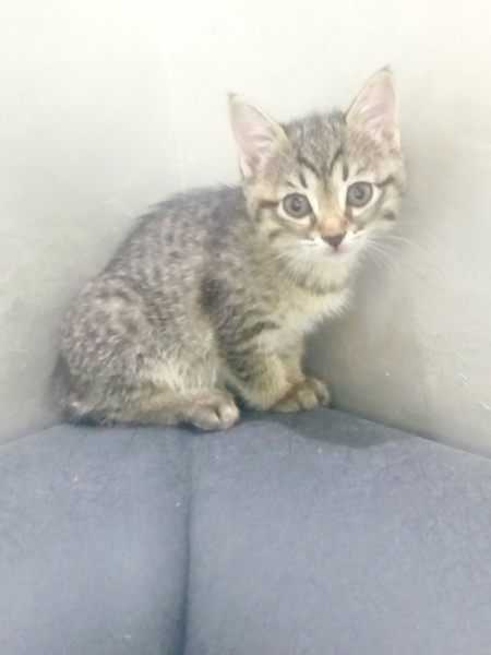 Котята очень умные и игривые.