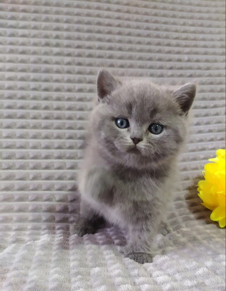 Мальчик скоттиш фолд.Окрас чёрный мрамор на золоте