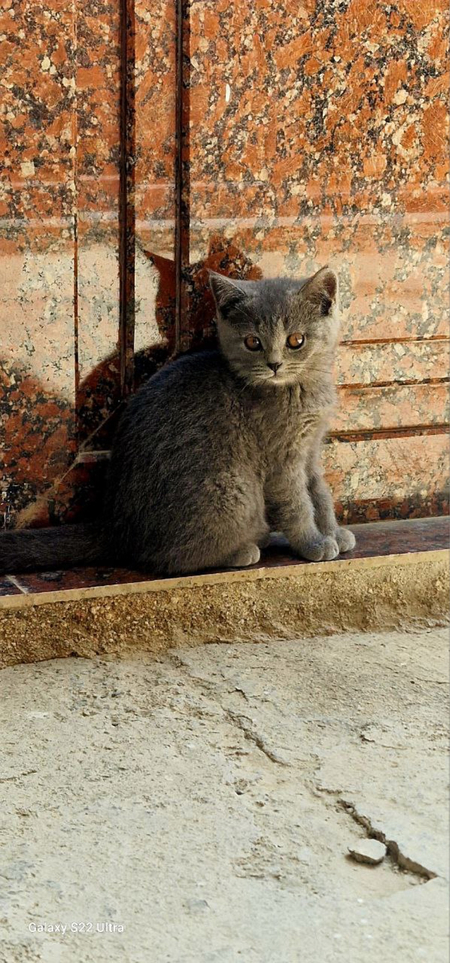 Продаются кошечки