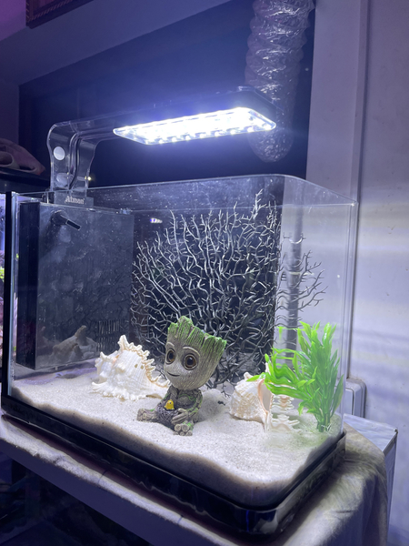 Akvarium va baliq Do’Koni