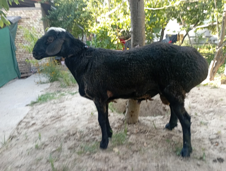 Qo'chqor qurbonlikka