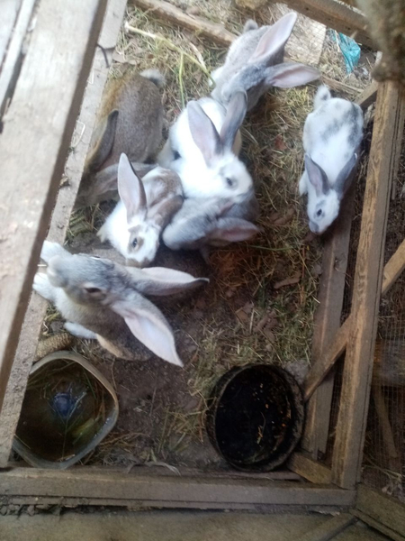 Qoyon bolalari sotiladi 5 oylik