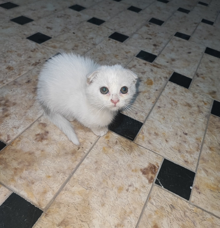 Продаюся  котята фолд страйт