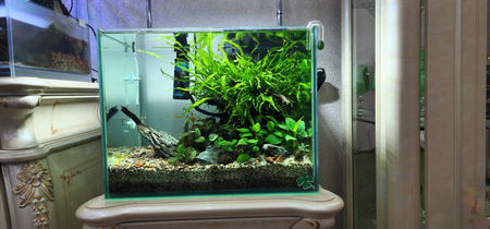 Аквариум Akvarium
