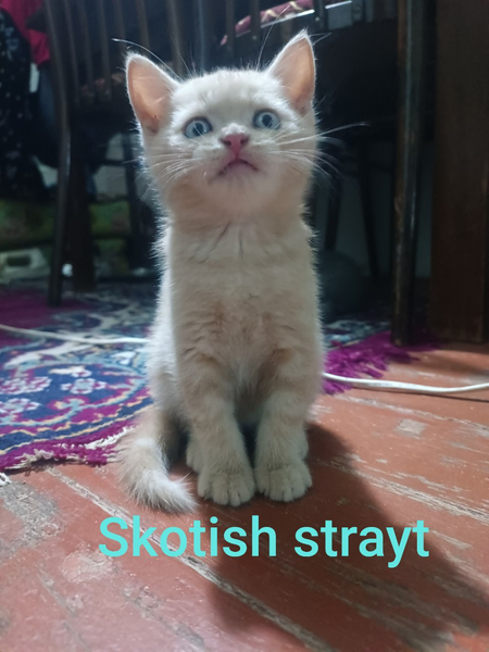 Sotiladi Britanskiy