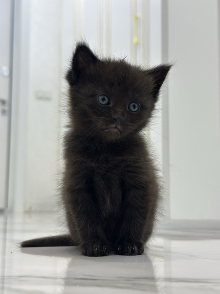Шотландские вислоухие котята