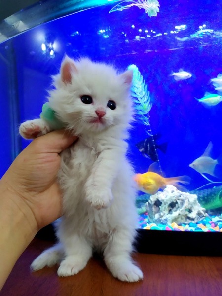 Хейленд страйт котенок