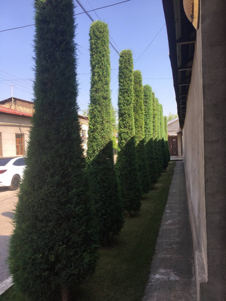 archalaga Kesish forma berish xizmati bor